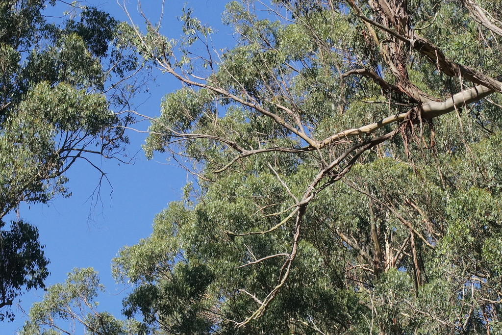 Australian Mountain Ash (Eucalyptus regnans) - Botanical Realm