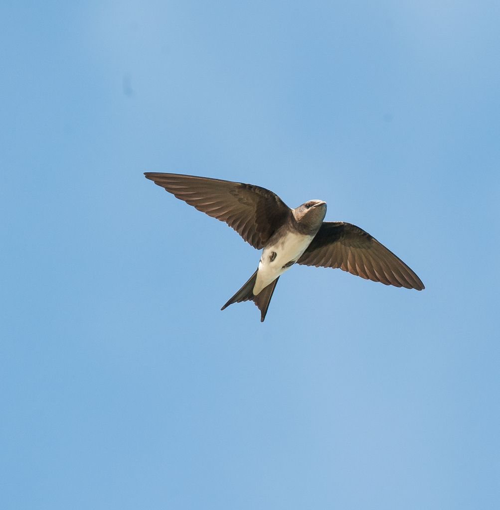 Cuban Martin (Birds Of GTMO) · iNaturalist