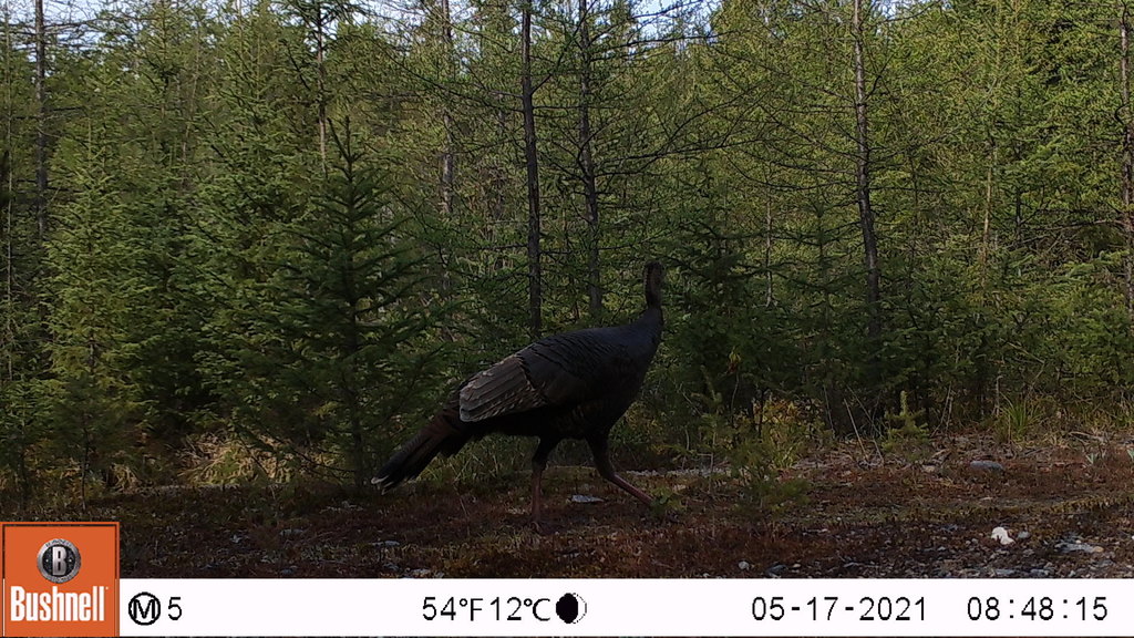 Wild Turkey from Val-d'Or, QC, Canada on May 17, 2021 at 08:48 AM by ...