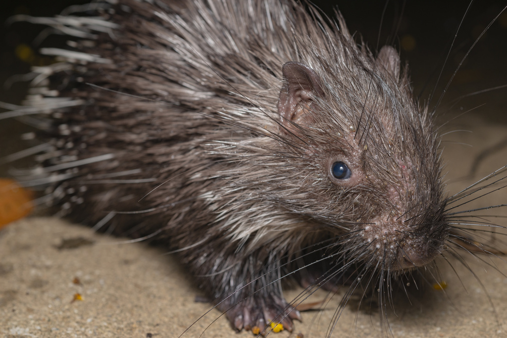 East Asian Porcupine in July 2021 by Lawrence Hylton · iNaturalist
