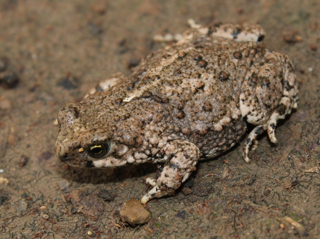 Pygmy Toad from Central Karoo DC, South Africa on February 22, 2018 at ...