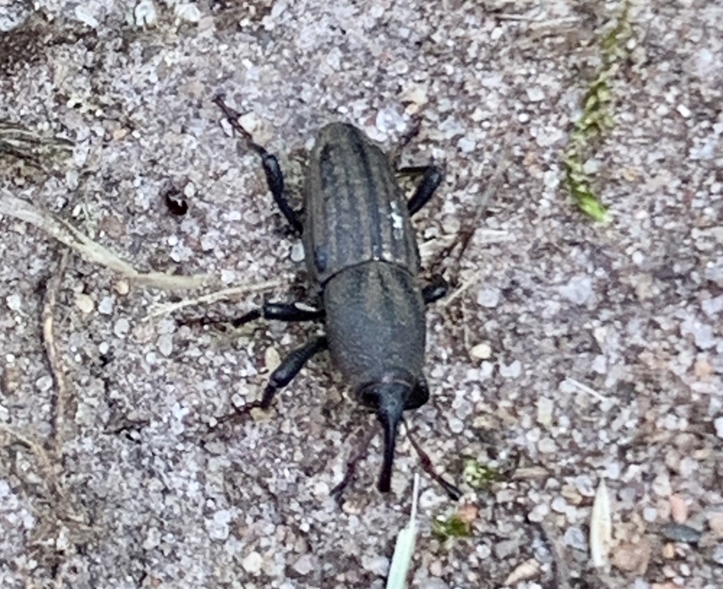 Bluegrass Billbug Weevil from Marquette Dr, Marquette, MI, US on July ...