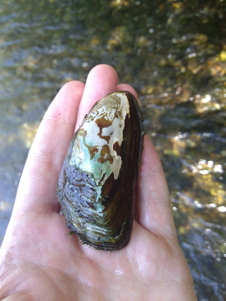 Western Ridged Mussel in July 2021 by calibas · iNaturalist