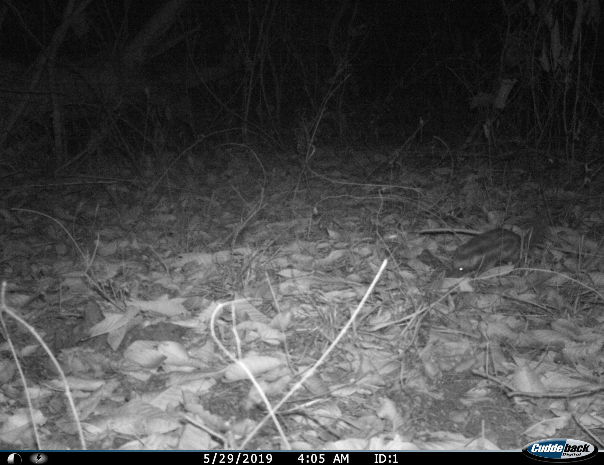 Spilogale pygmaea Thomas, 1898