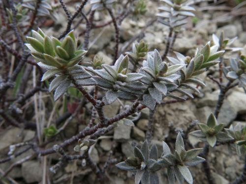 Pimelea concinna · iNaturalist