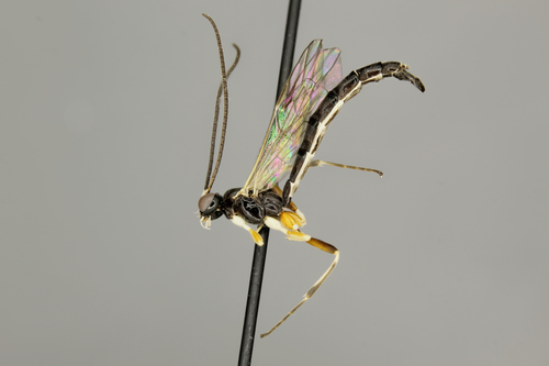 Ephialtes duplicauda · iNaturalist