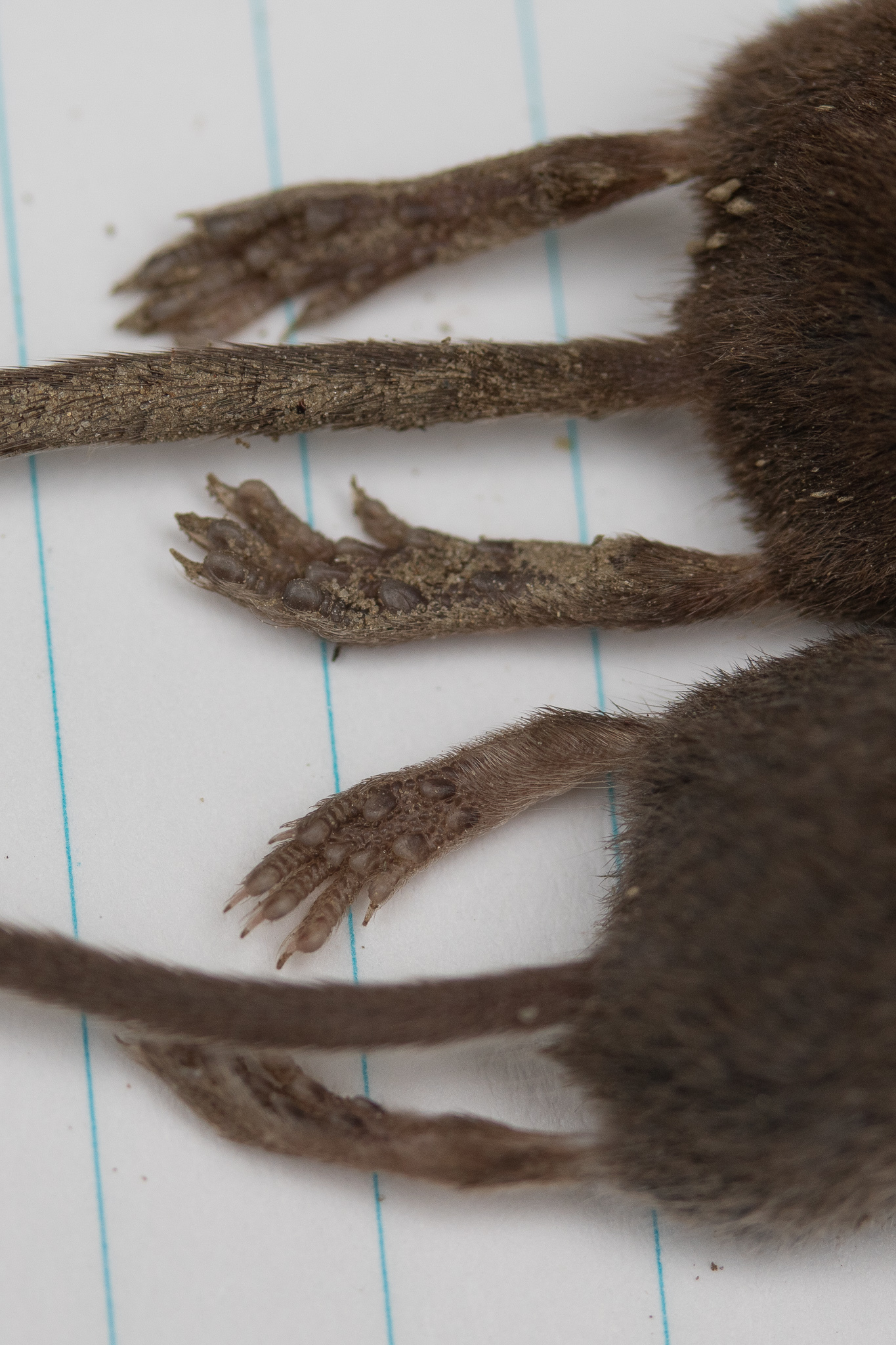 Sorex hoyi Baird, 1857