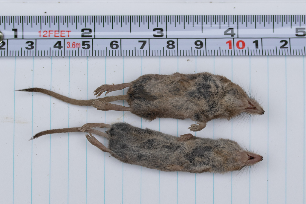 Shrews (Soricidae) - Know Your Mammals