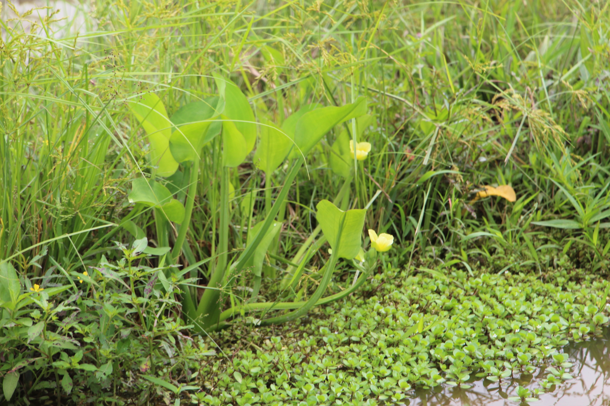 Limnocharis flava (L.) Buchenau