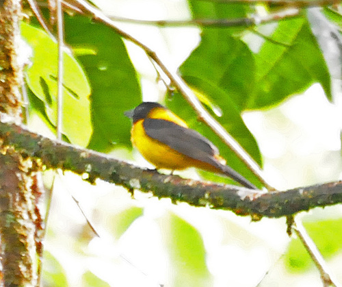 género Lanio · NaturaLista Colombia