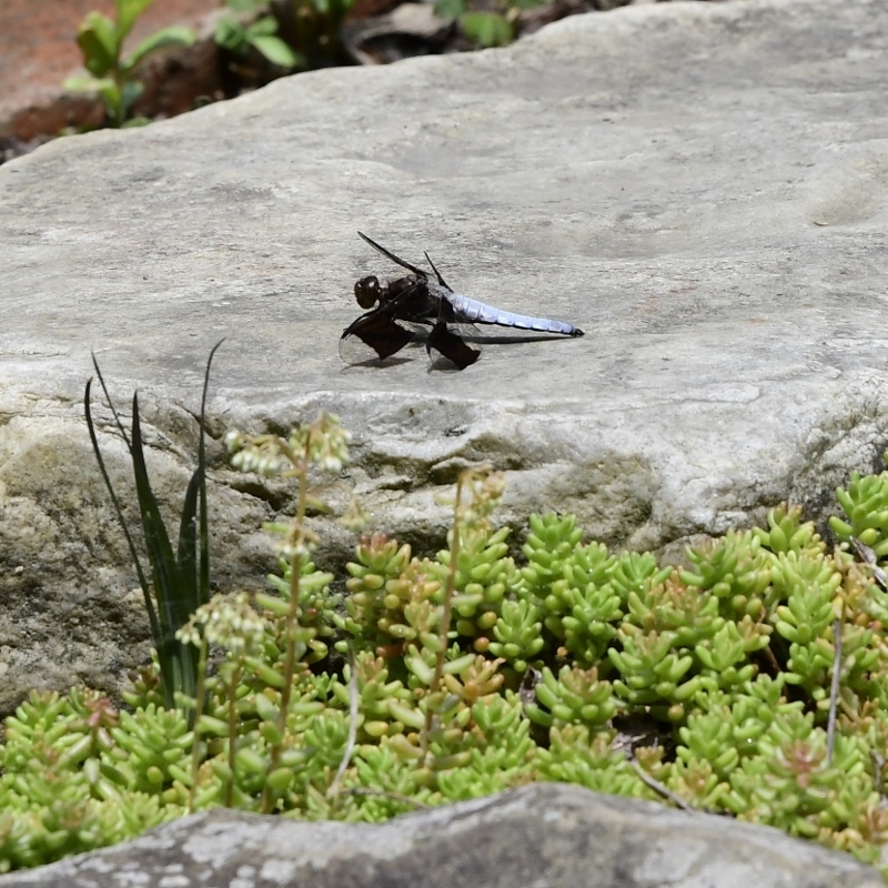 Common Whitetail in June 2021 by roamingthewoods · iNaturalist