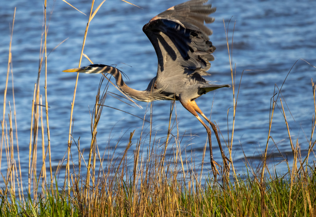 Great Blue Heron from Surry County, VA, USA on April 20, 2021 at 06:45 ...