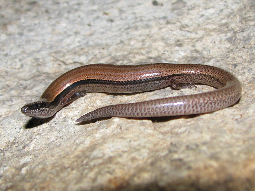 Slender Mulch Skink from Chillagoe QLD 4871, Australia on November 10 ...