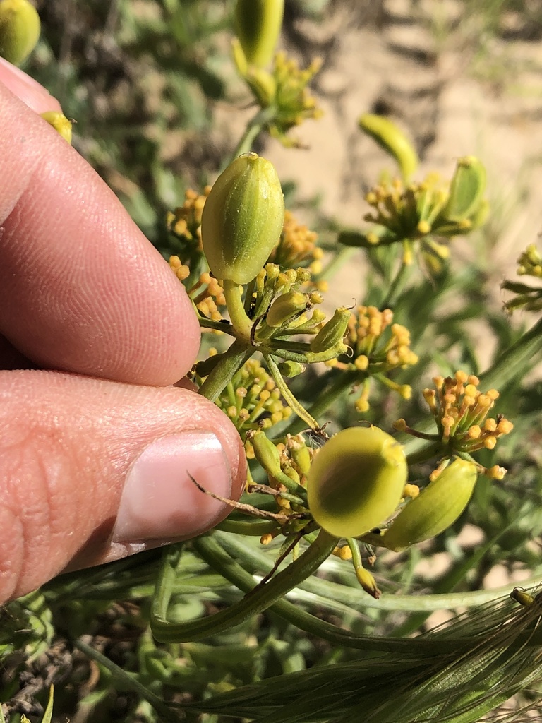 San Nicolas Island lomatium in April 2019 by Aaron Echols · iNaturalist