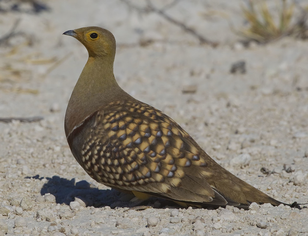 Sandgrouse (Pteroclidae) - Avian Discovery