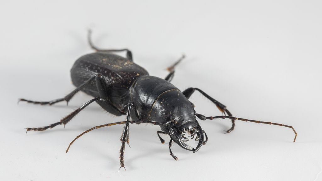 Plateau Giant Tiger Beetle from Yavapai County, AZ, USA on July 3, 2021 ...