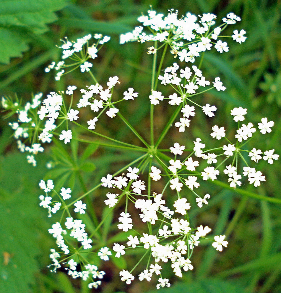 Water-dropworts (Apiaceae (Parsley) of the Pacific Northwest) · iNaturalist