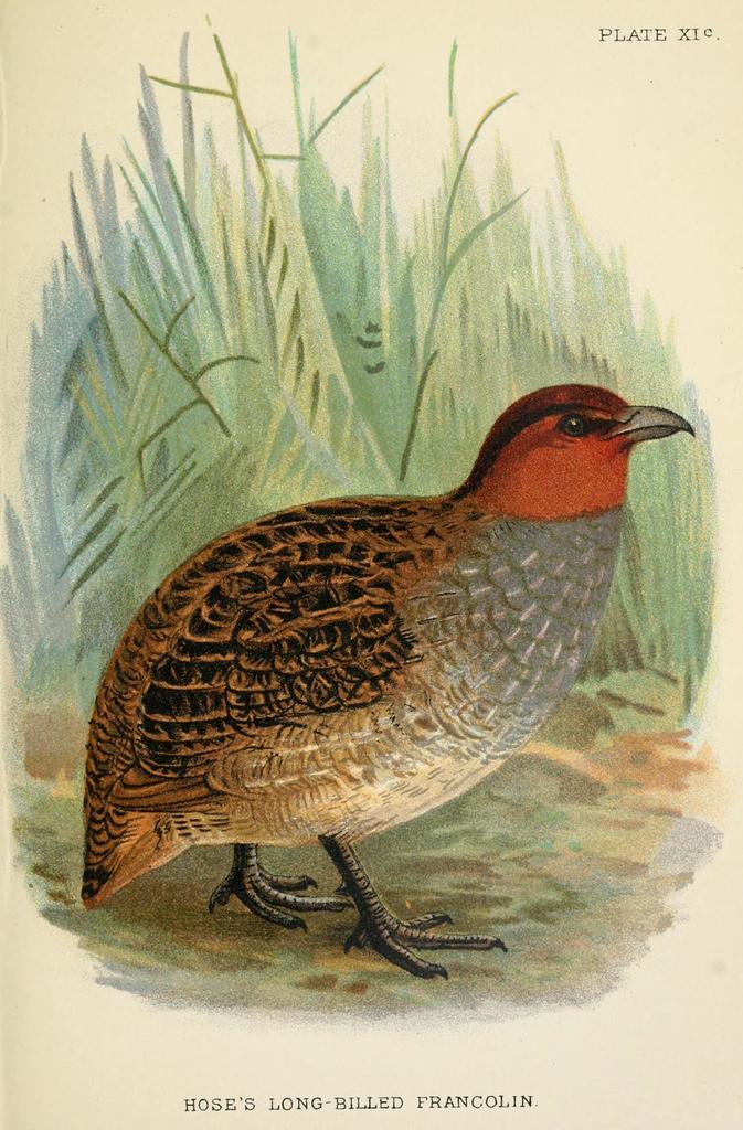 Dulit Partridge (Rhizothera dulitensis) - Avian Discovery