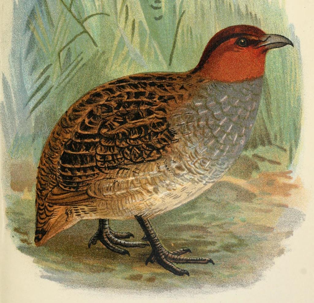 Dulit Partridge (Rhizothera dulitensis) - Avian Discovery