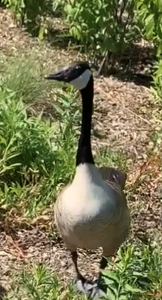 Canada Goose from Downsview, Toronto, ON, Canada on July 1, 2021 at 12: ...