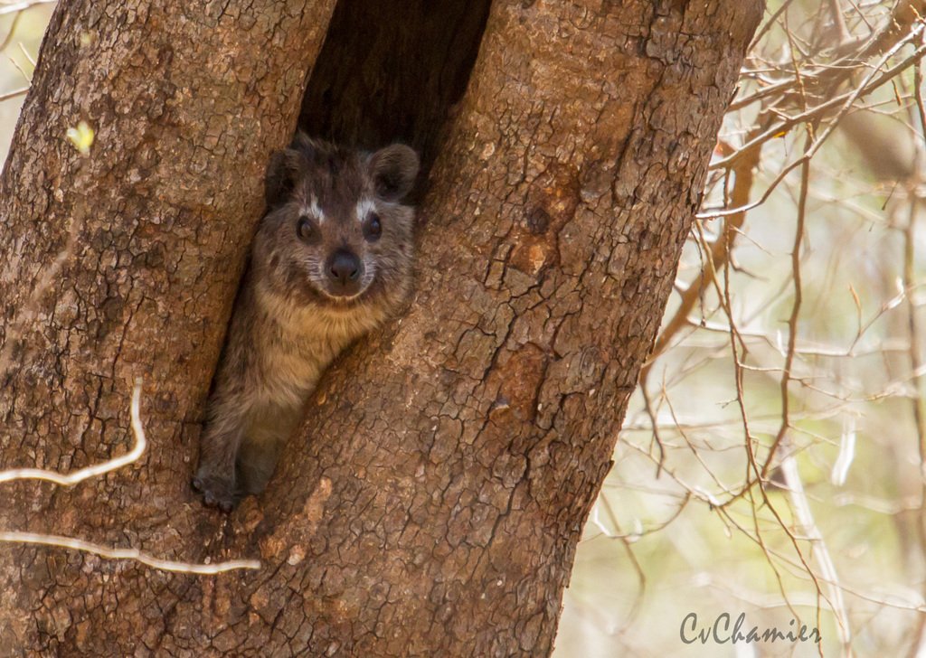 Southern Tree Hyrax (Dendrohyrax arboreus) - Know Your Mammals