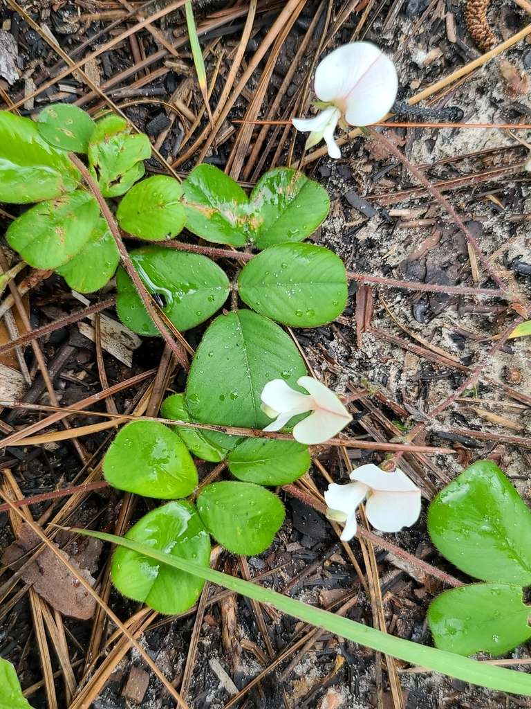 Scurf Hoarypea in June 2021 by Michael Ingram · iNaturalist