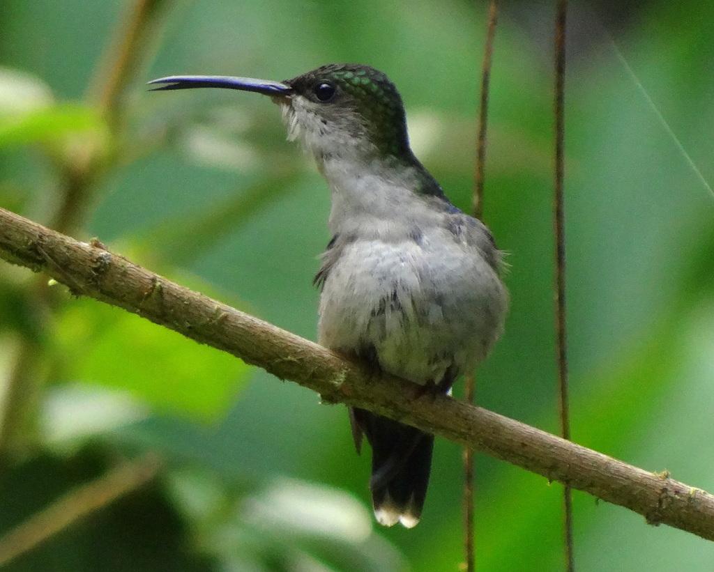 Venezuelan Sylph (Aglaiocercus berlepschi) - Avian Discovery