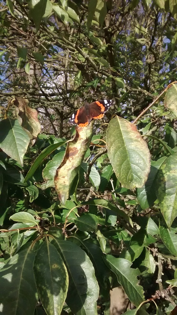 Red Admiral from Botanic Garden Meise on December 10, 2014 at 12:56 PM ...
