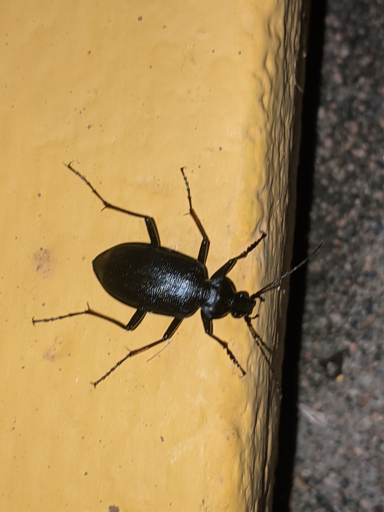 Calosoma angulatum from 48883 Jalisco, Mexico on July 5, 2021 at 10:32 ...