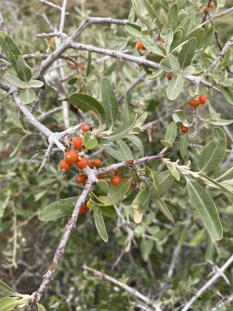 silver buffaloberry from Theodore Roosevelt National Park South Unit ...