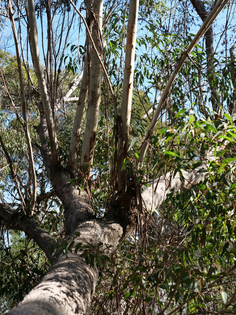 Sydney Peppermint from North Wahroonga NSW 2076, Australia on July 6 ...