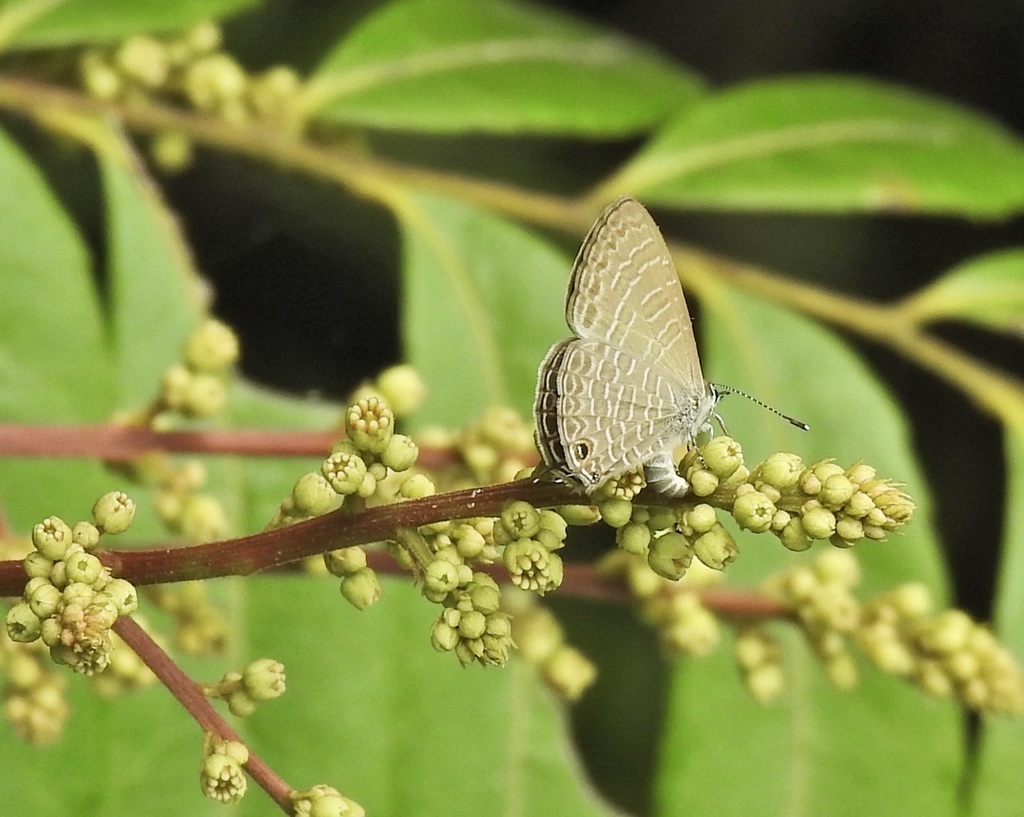 Rounded Sixline Blue from Cairns QLD, Australia on July 06, 2021 at 11: ...