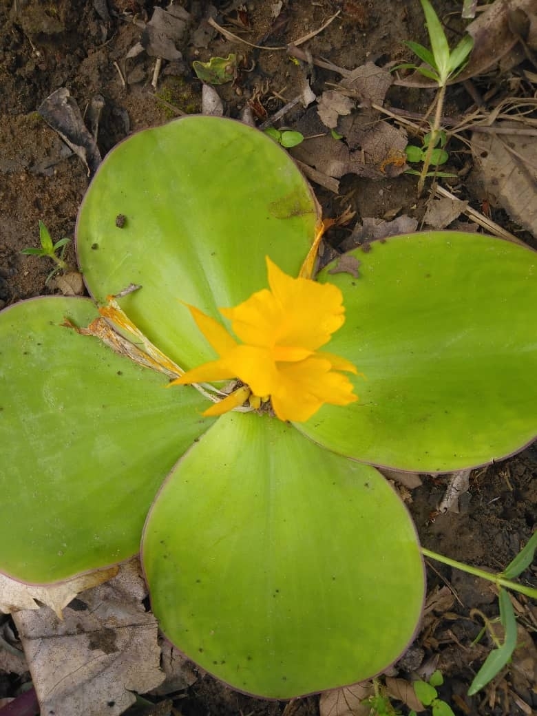 Costus spectabilis (Fenzl) K.Schum.