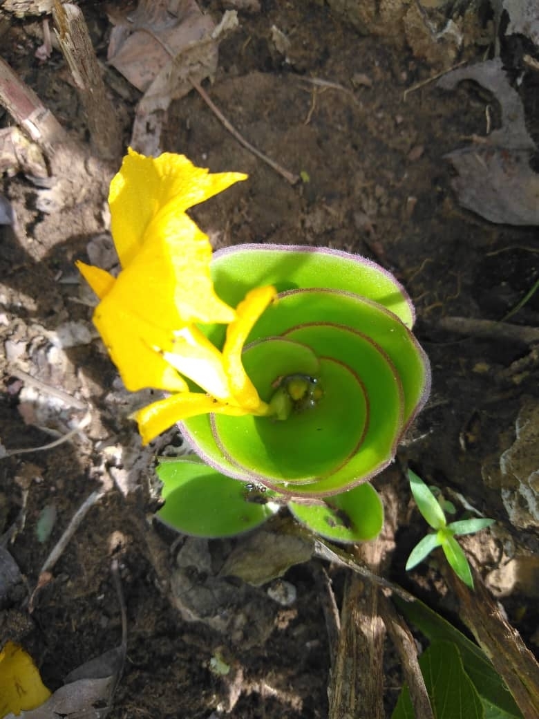 Costus spectabilis (Fenzl) K.Schum.