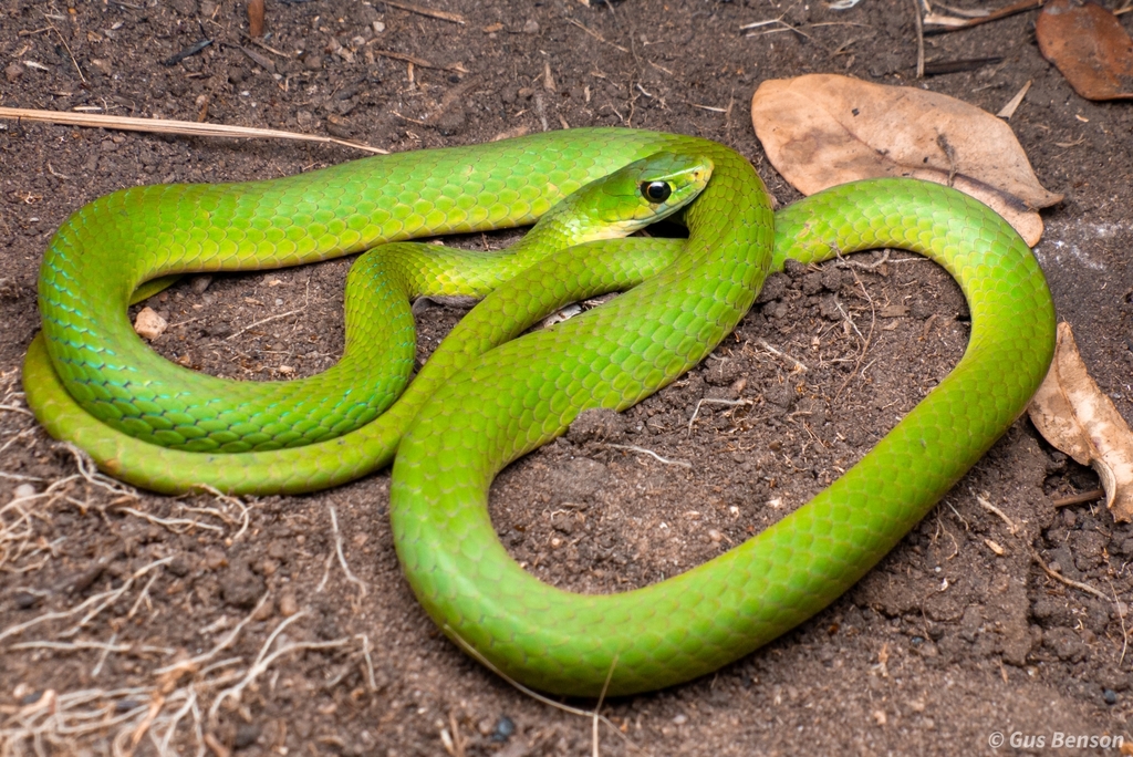 Green Water Snake (Philothamnus hoplogaster) - Snakes and Lizards
