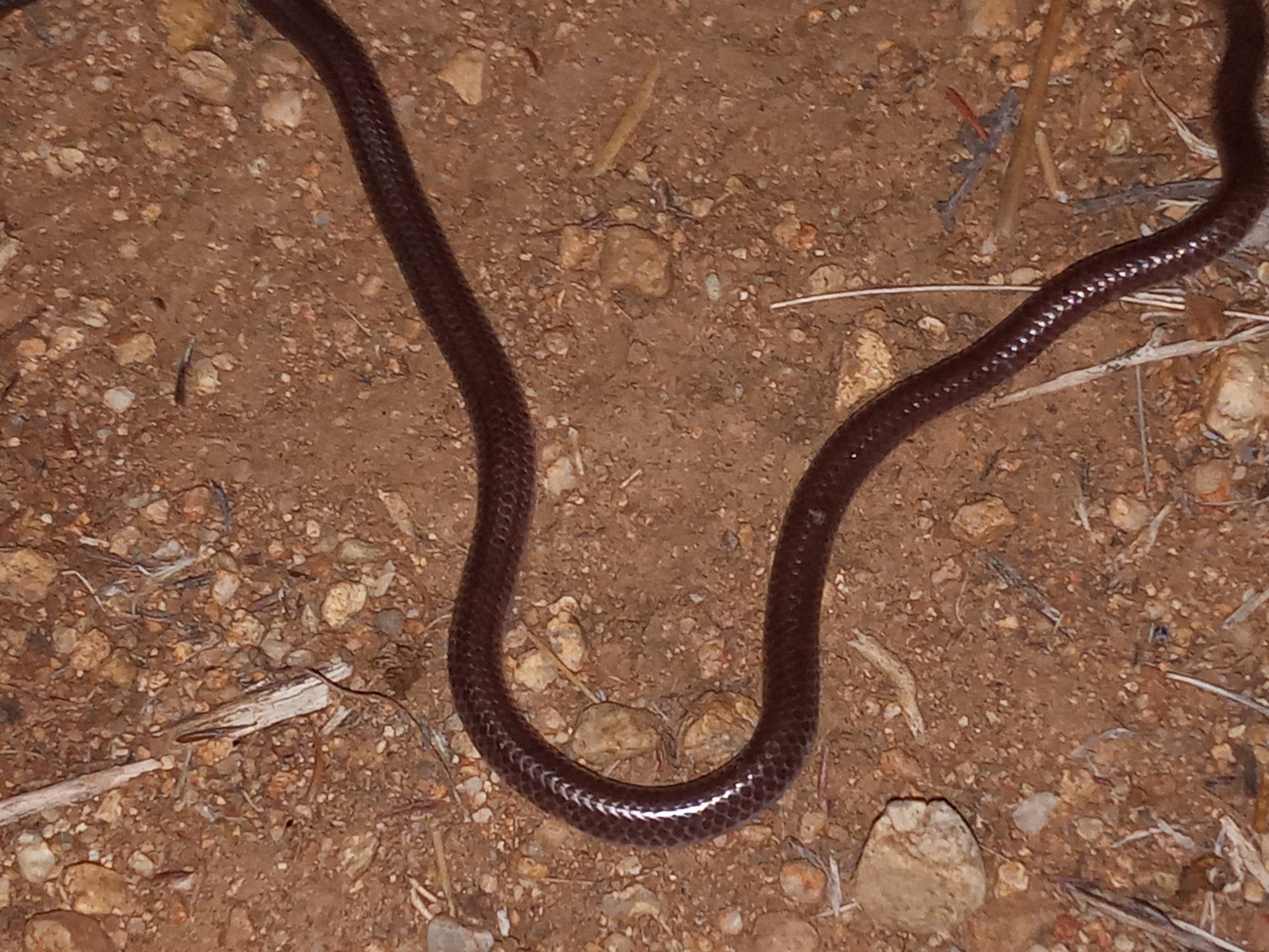 Rena humilis humilis