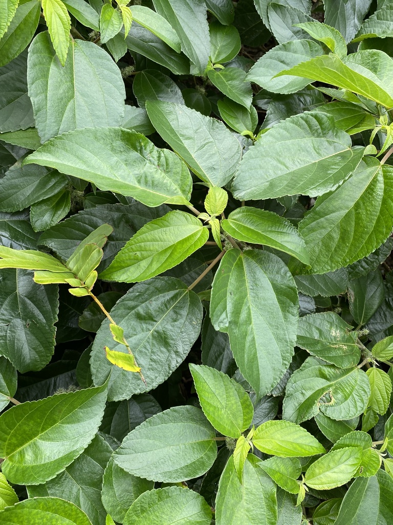 native mulberry (Logan Plants for Attracting Small Birds) · iNaturalist