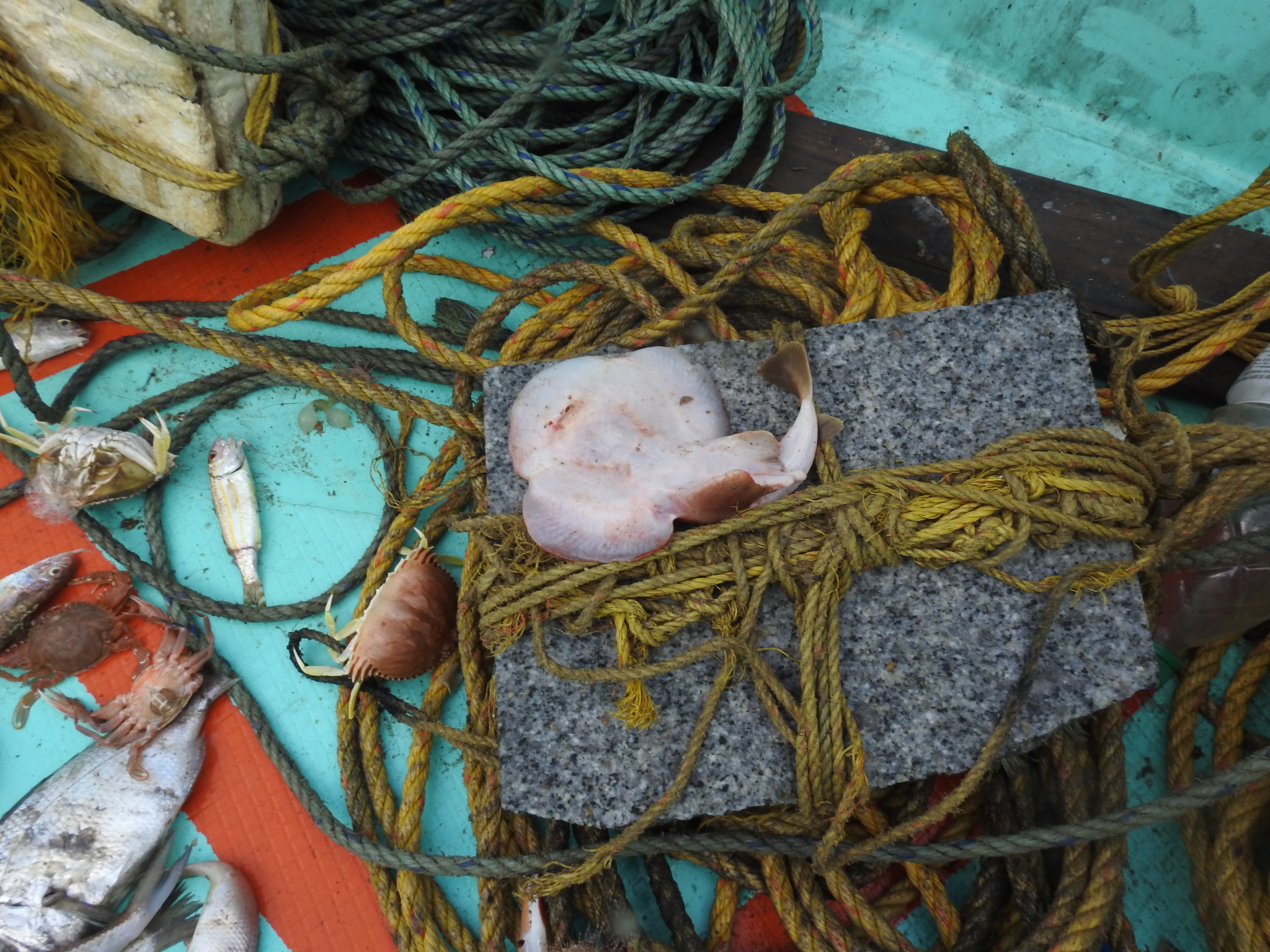 Narcine timlei (Bloch & Schneider, 1801)