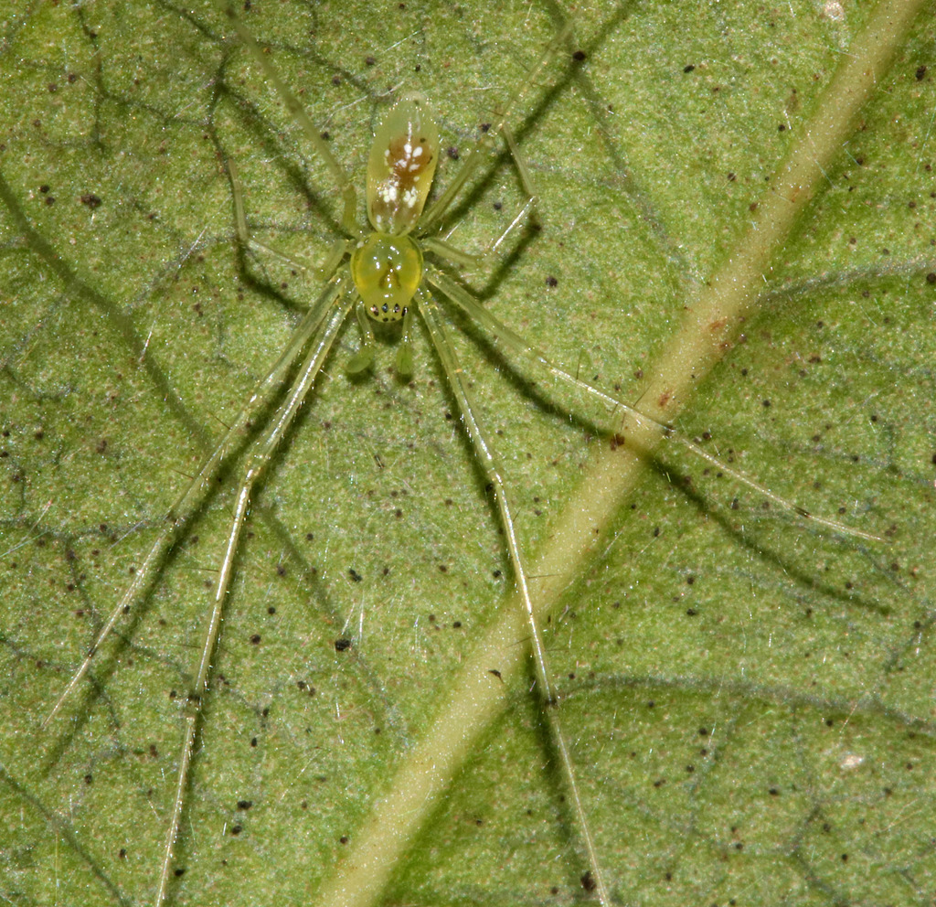 Mirror-ball Spiders in January 2017 by juliegraham173 · iNaturalist