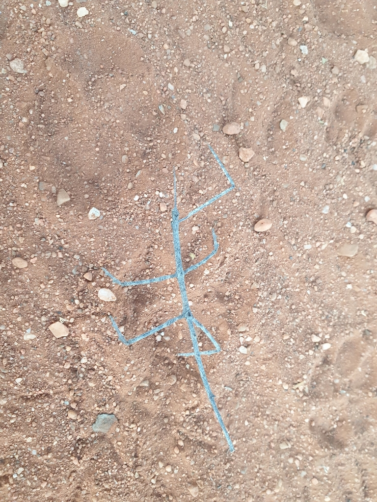 African Giant Stick Insects from Kunene Region, Namibia on July 3, 2021 ...