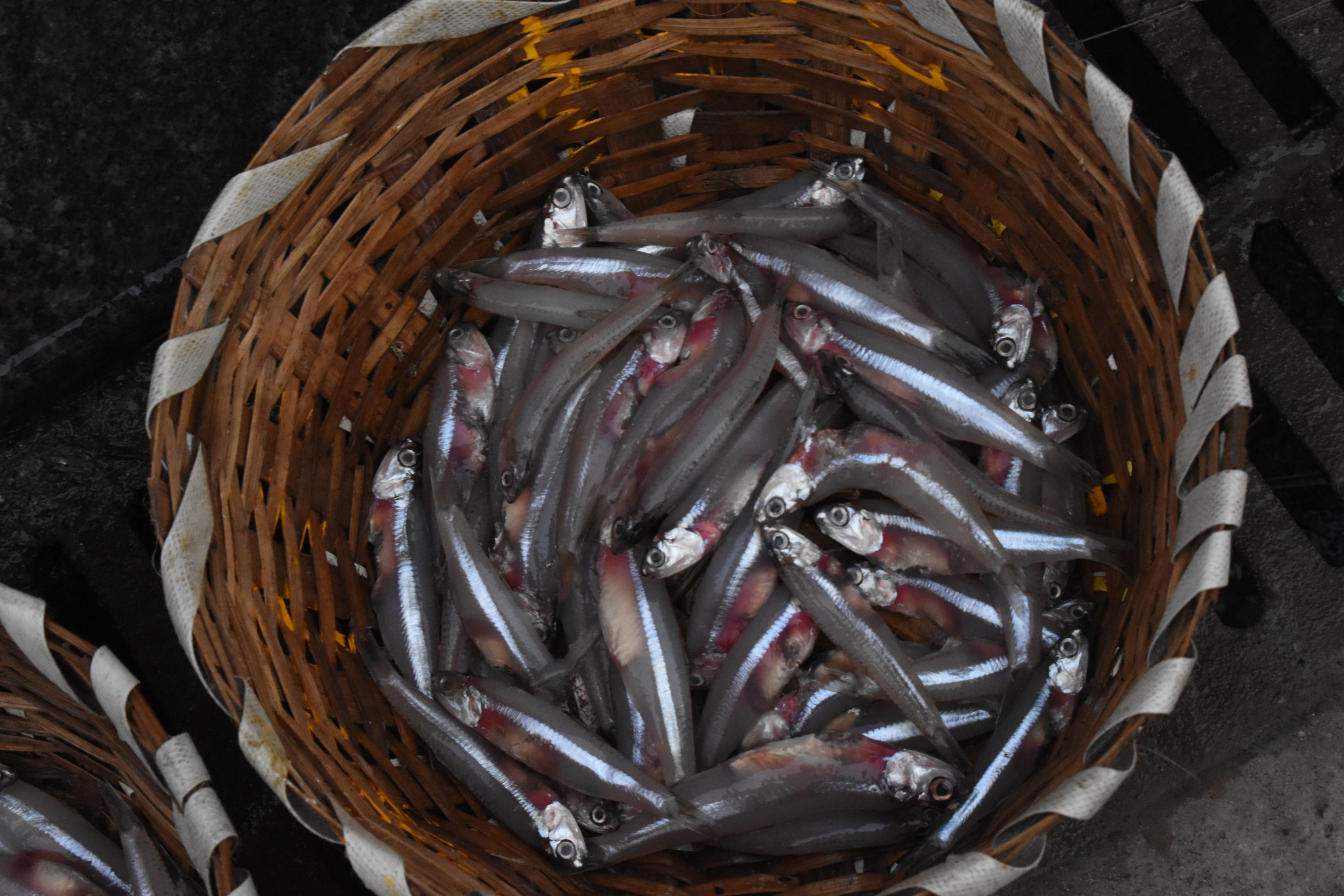 Stolephorus indicus (van Hasselt, 1823)