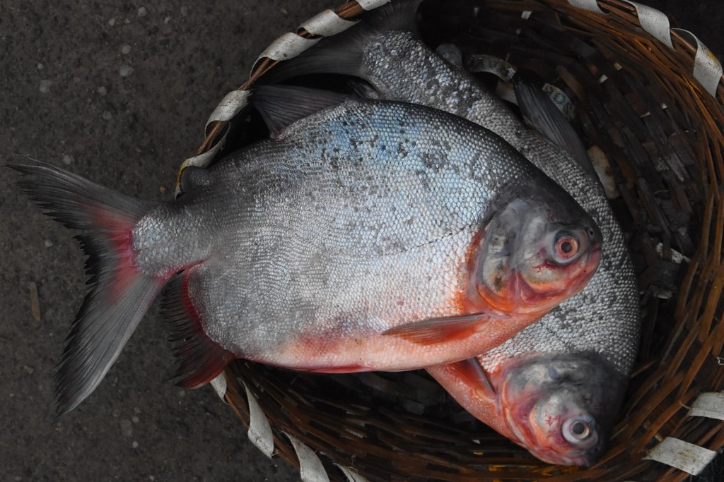 Red-bellied Pacu (Piaractus brachypomus) - Marine Life Identification