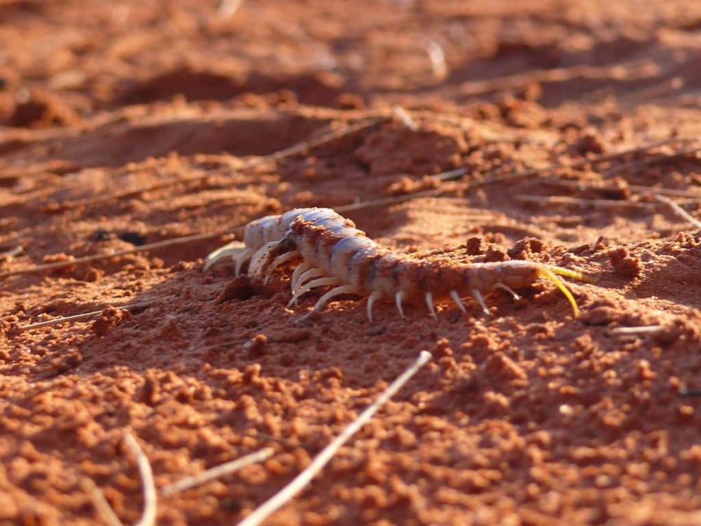 Red-headed Centipede from Sandover, Northern Territory, Australia on ...