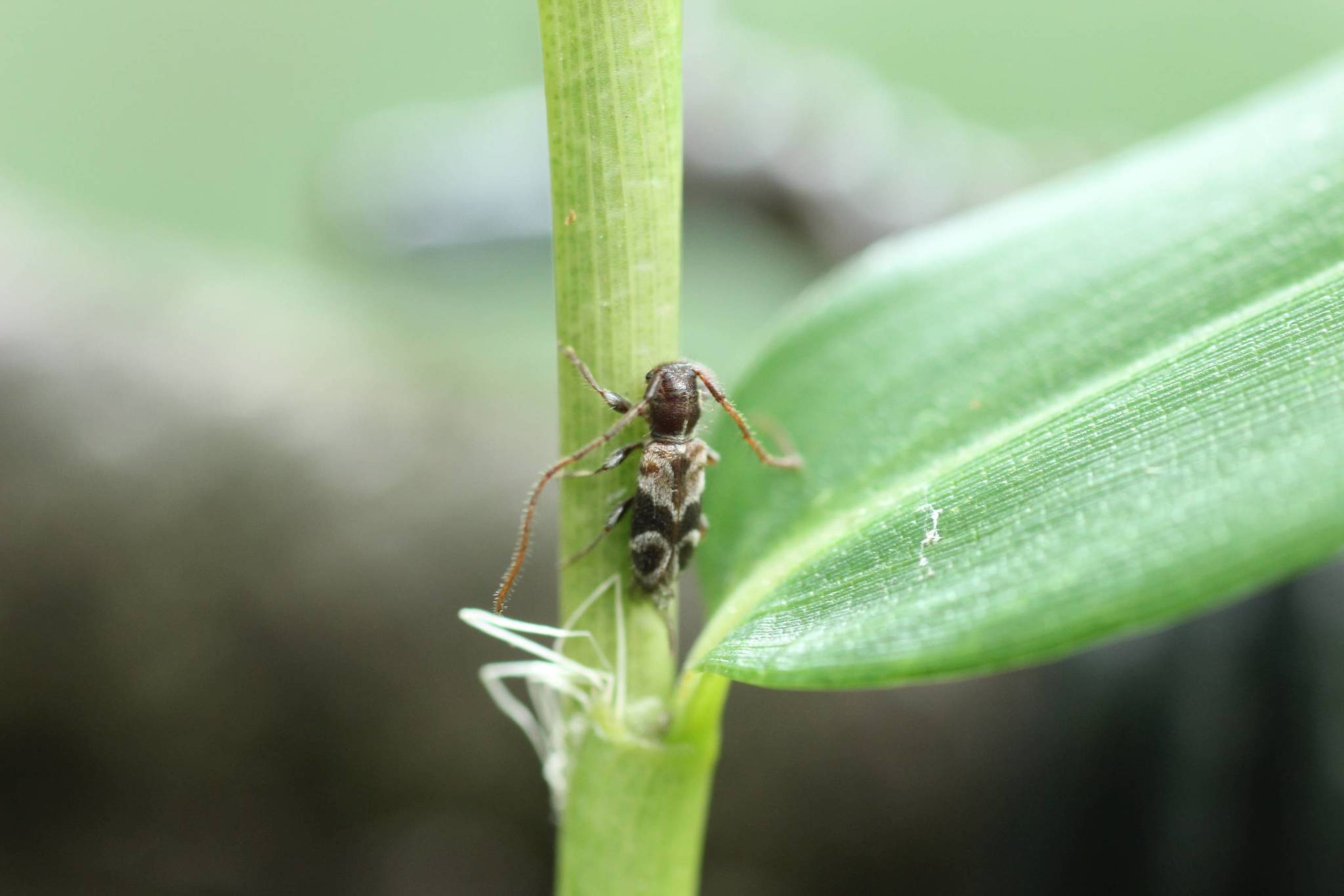 Egesina bifasciana (Matsushita, 1933)