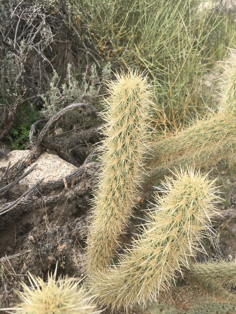 Choya (Cactáceas de Baja California Sur) · iNaturalist