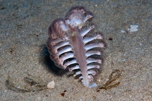 Genus Pteroeides · iNaturalist United Kingdom