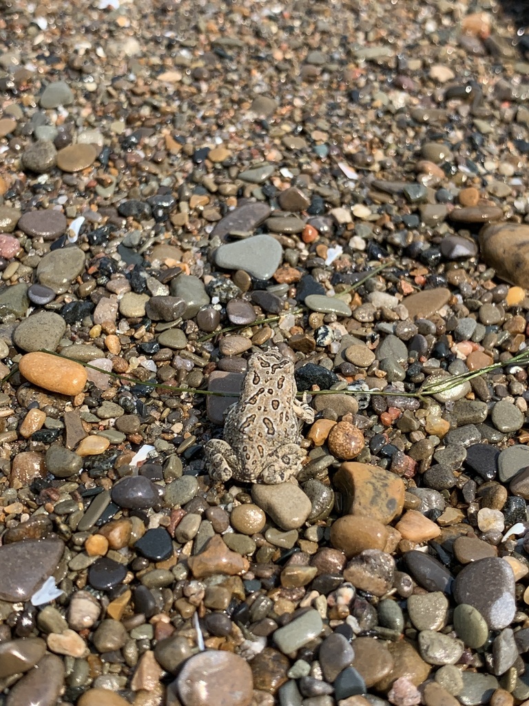 Fowler's Toad from Erie, PA, US on July 05, 2021 at 11:48 AM by ...