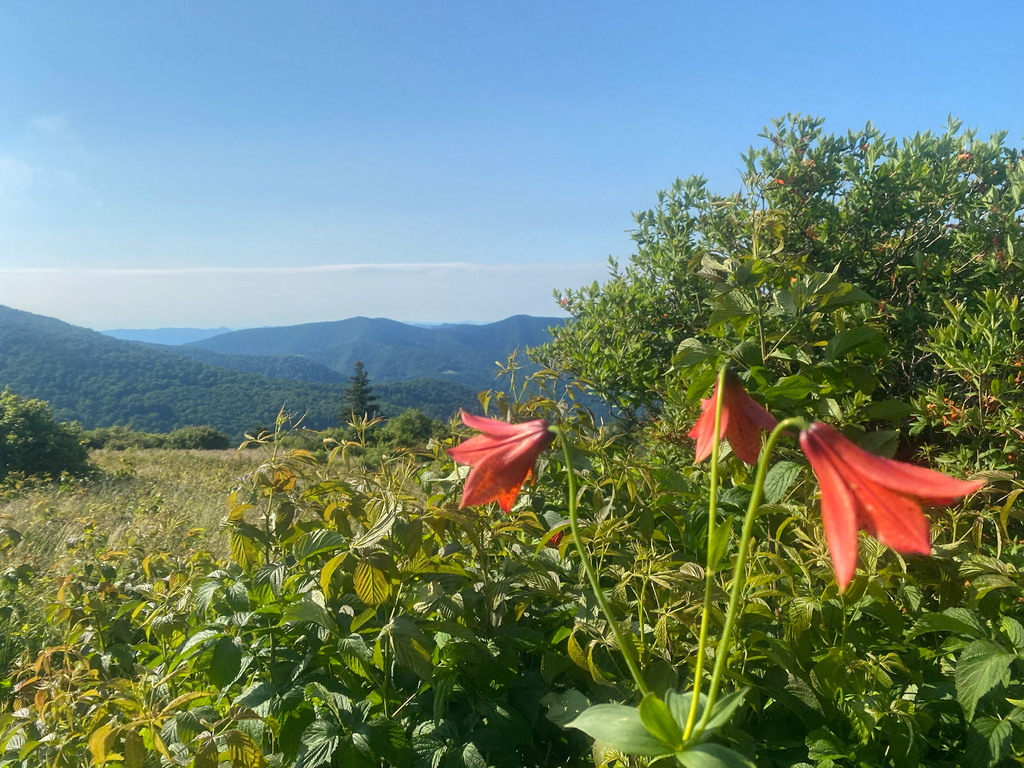 Gray's lily in July 2021 by fmarkr · iNaturalist