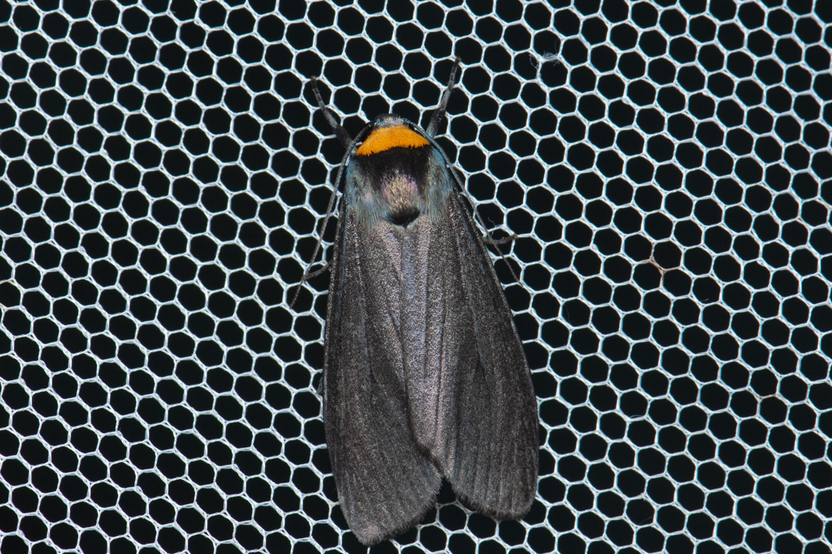 Paraona staudingeri formosana Okano, 1960