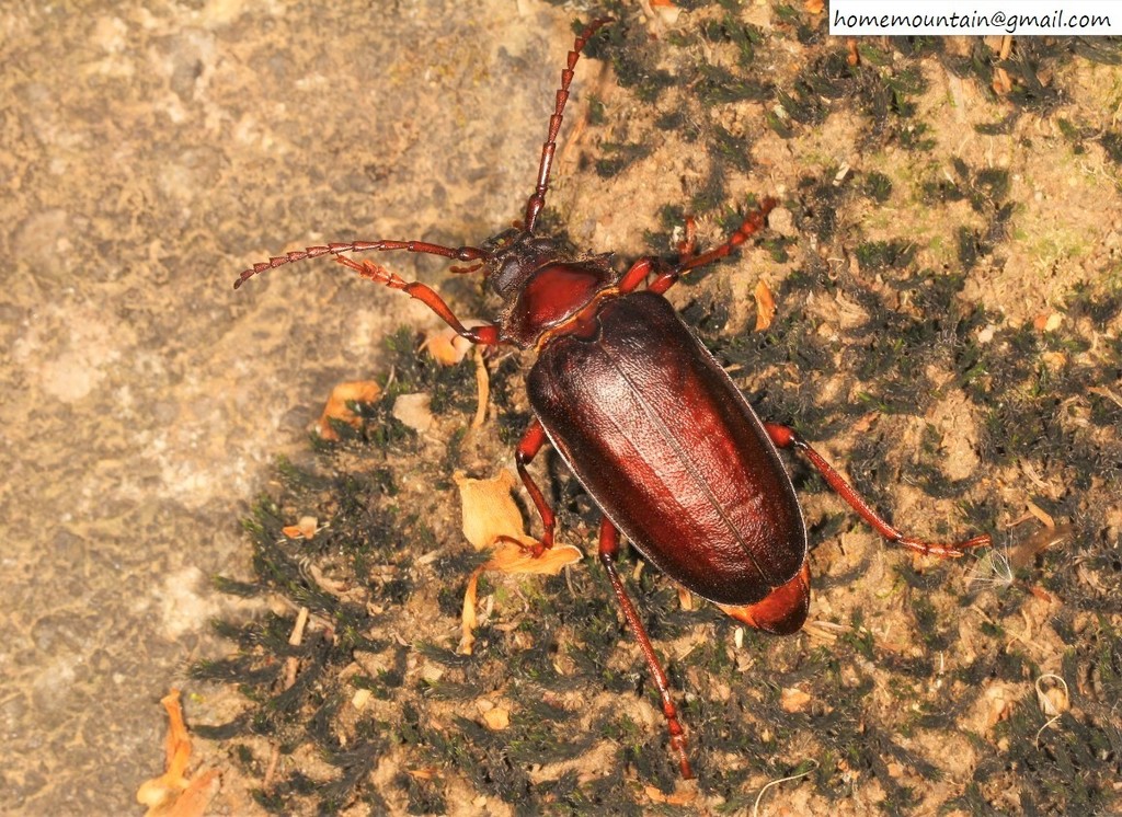 Sugarcane Longhorn Beetles from 中國北京市懷柔區 on June 17, 2016 by Home ...